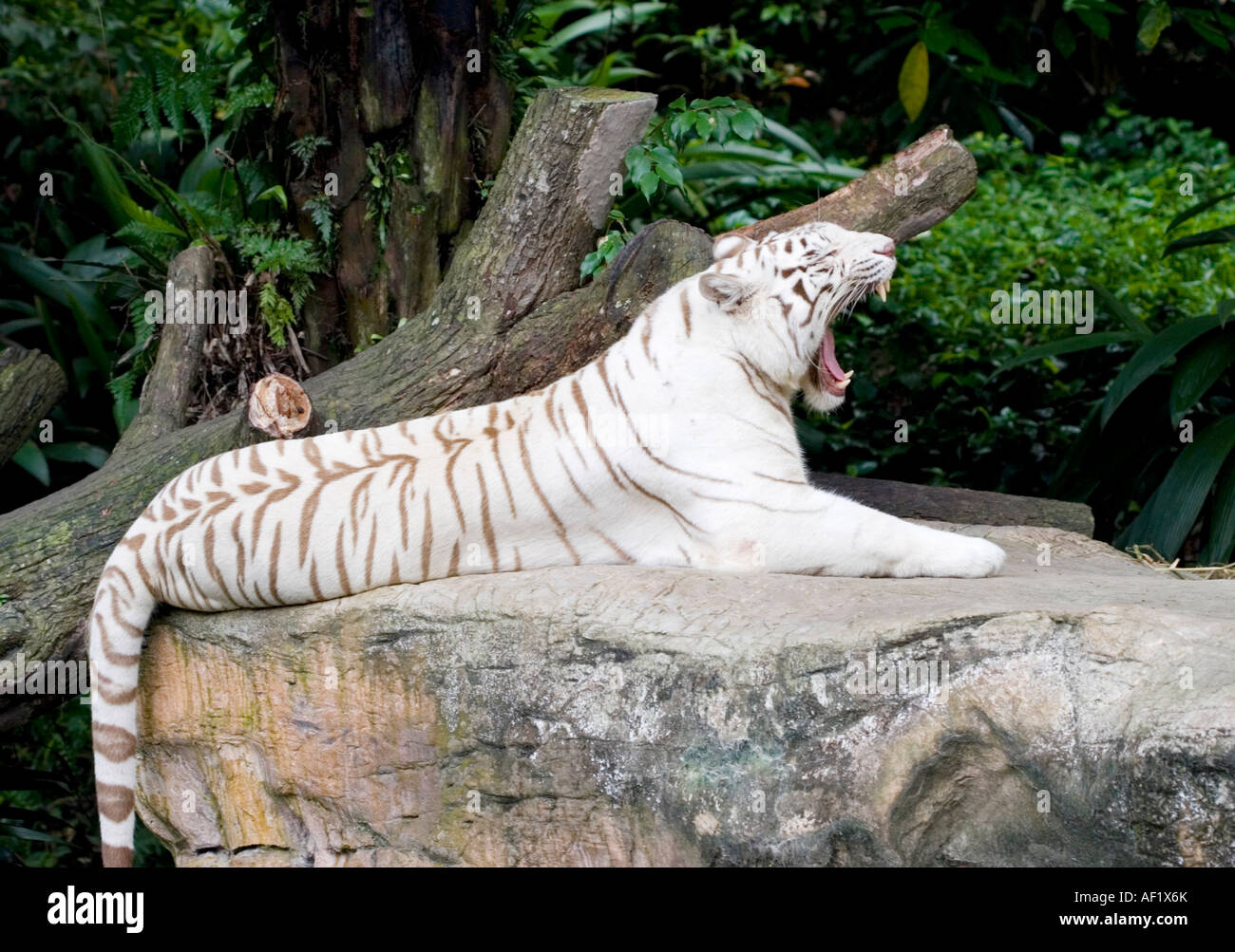 White tiger yawning hi-res stock photography and images - Alamy