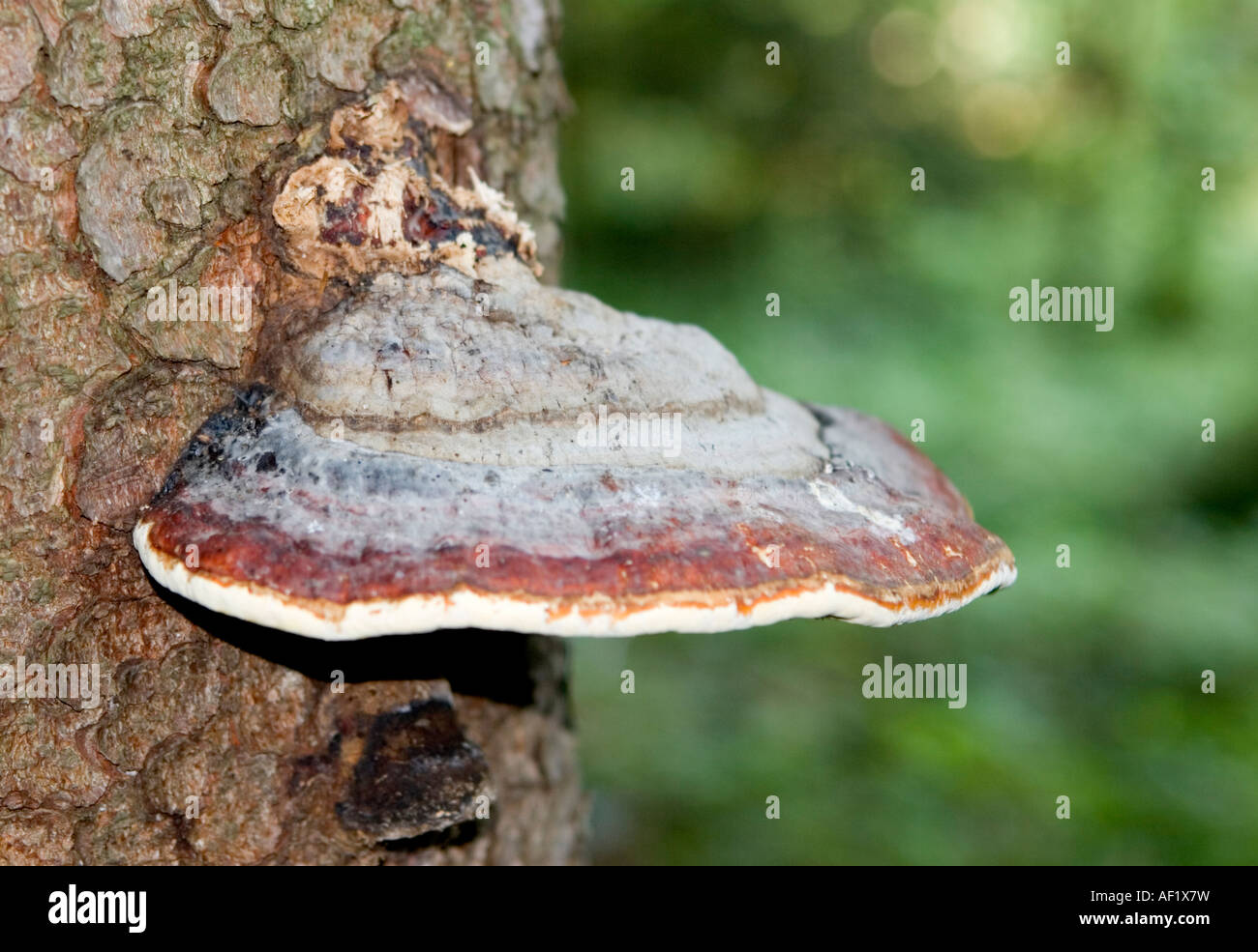 Trunk mushroom on a tree hi-res stock photography and images - Alamy