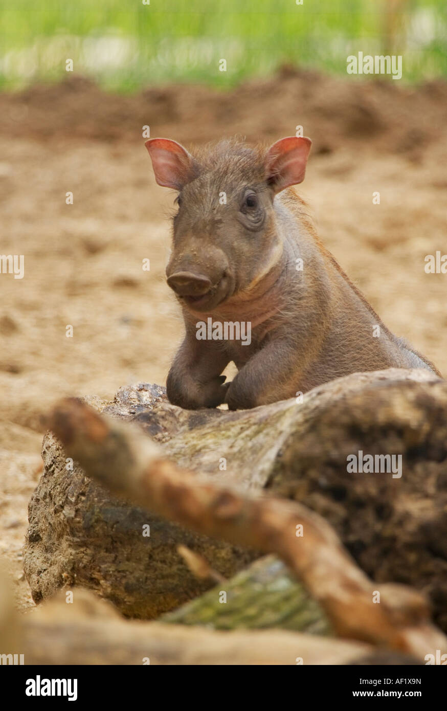 Baby warthog hi-res stock photography and images - Alamy