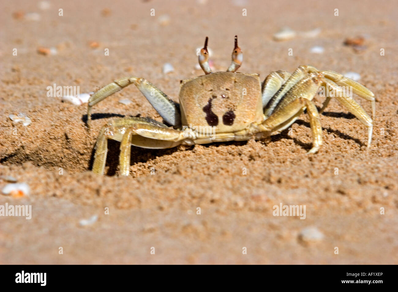 Crab in Western Australia Stock Photo - Alamy