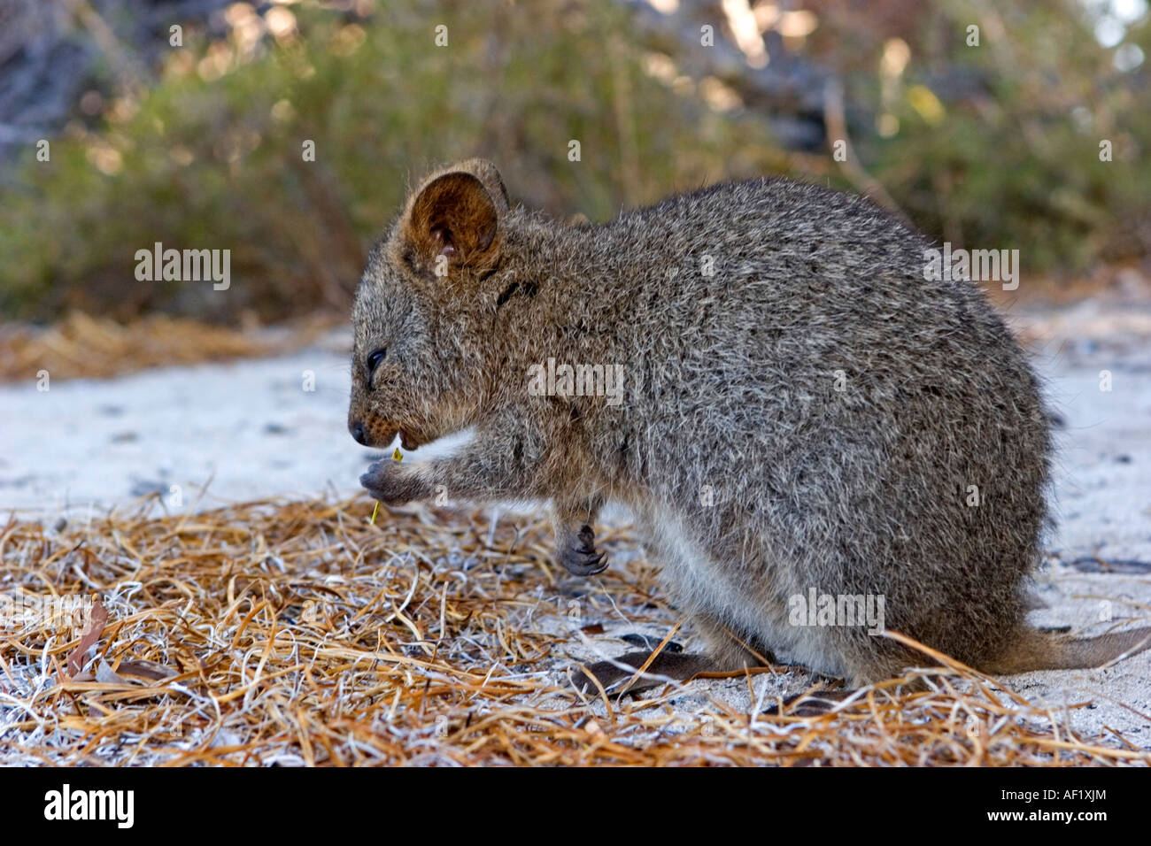 A Quokka (Setonix brachyurus), on Rottnest Island, Western Australia ...