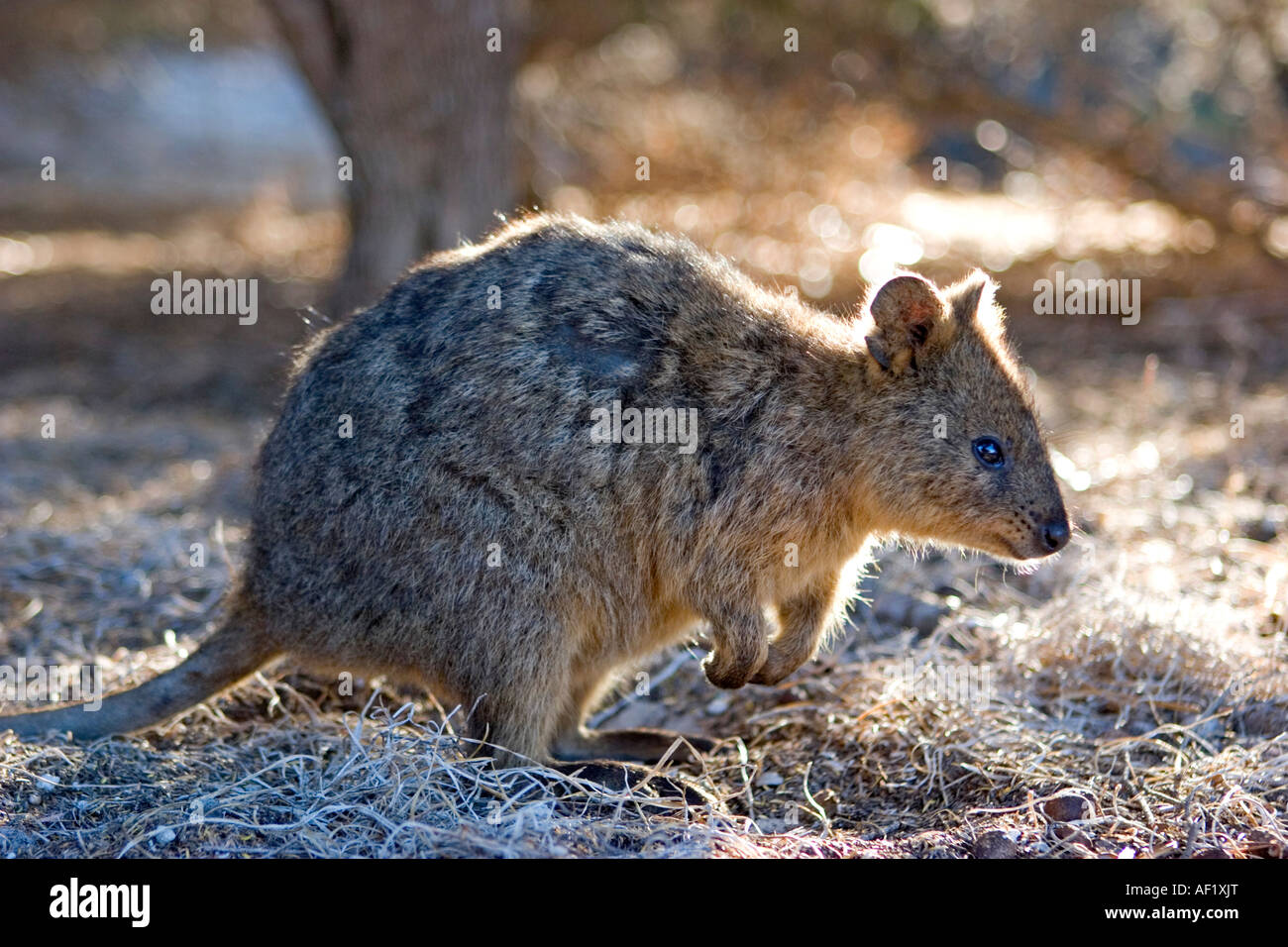 A Quokka (Setonix brachyurus), on Rottnest Island, Western Australia ...