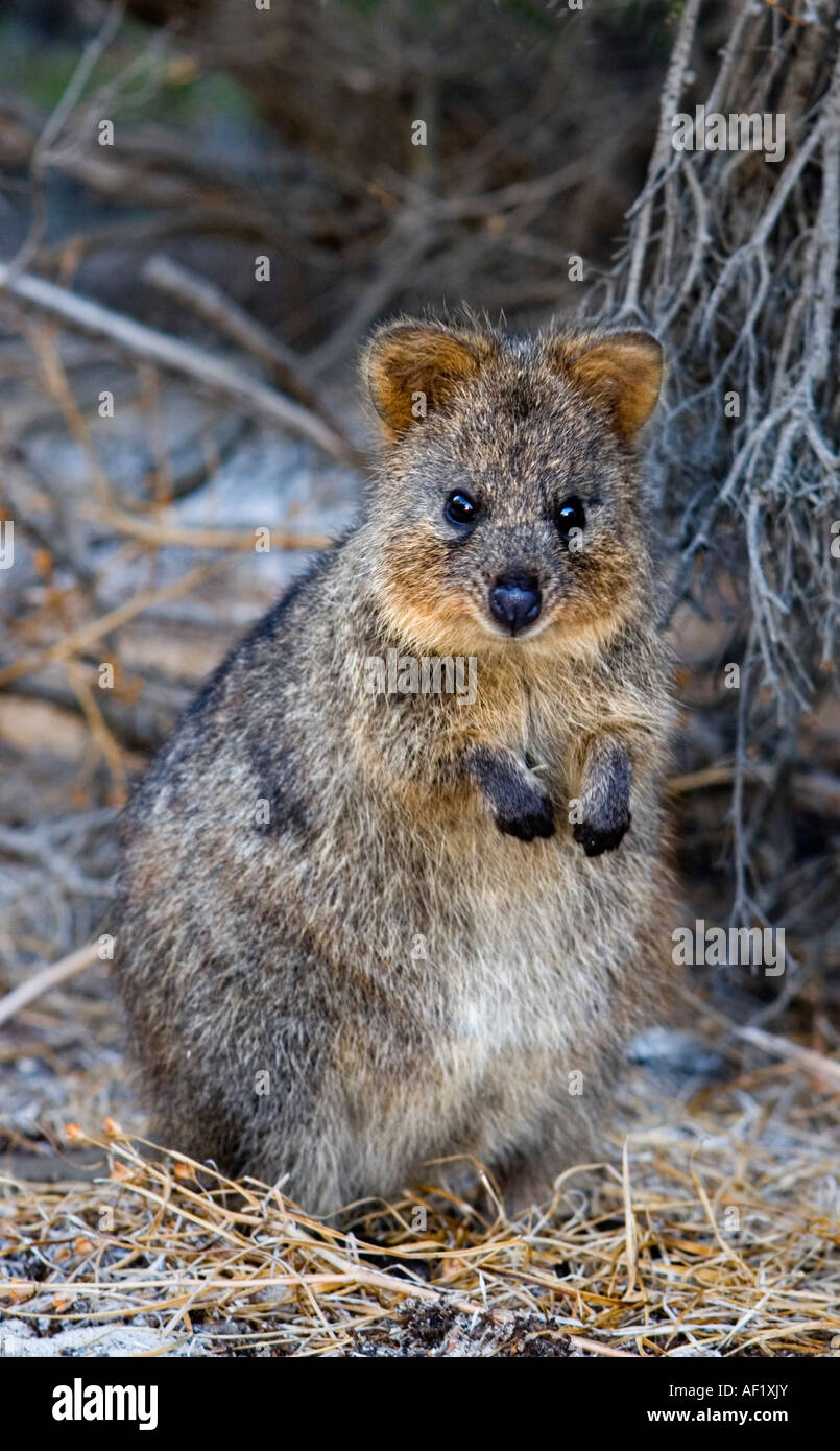 A Quokka (Setonix brachyurus), on Rottnest Island, Western Australia ...