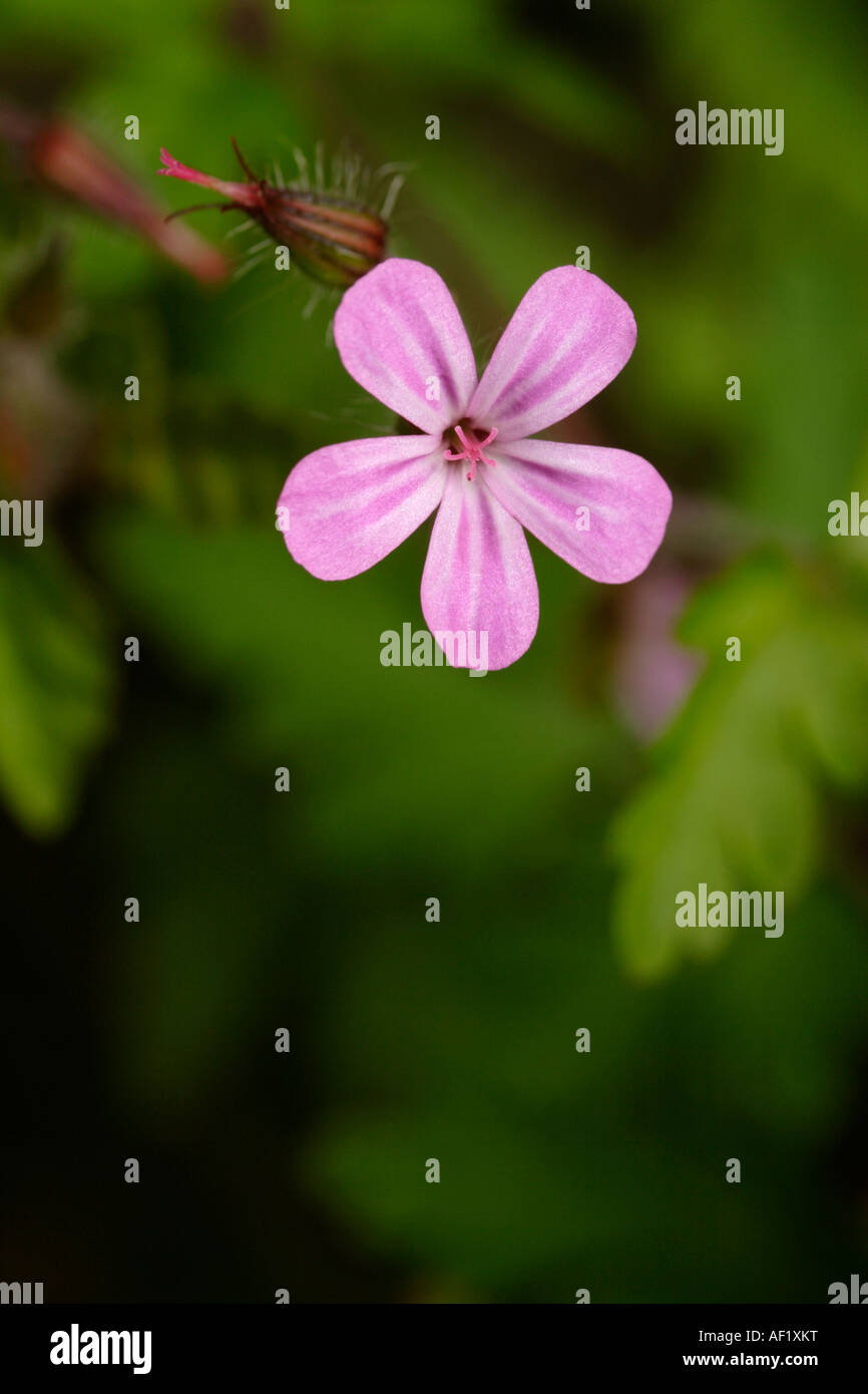 Robert geraniums hi-res stock photography and images - Alamy