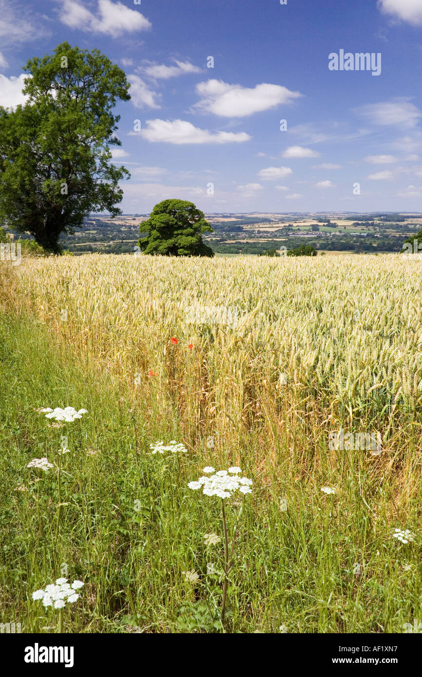 Wheat growing on the Cotswolds near Wyck Rissington, Gloucestershire ...