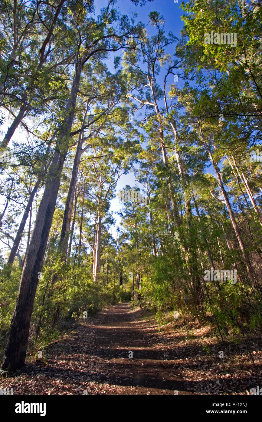 Southern Forest, Western Australia Stock Photo - Alamy
