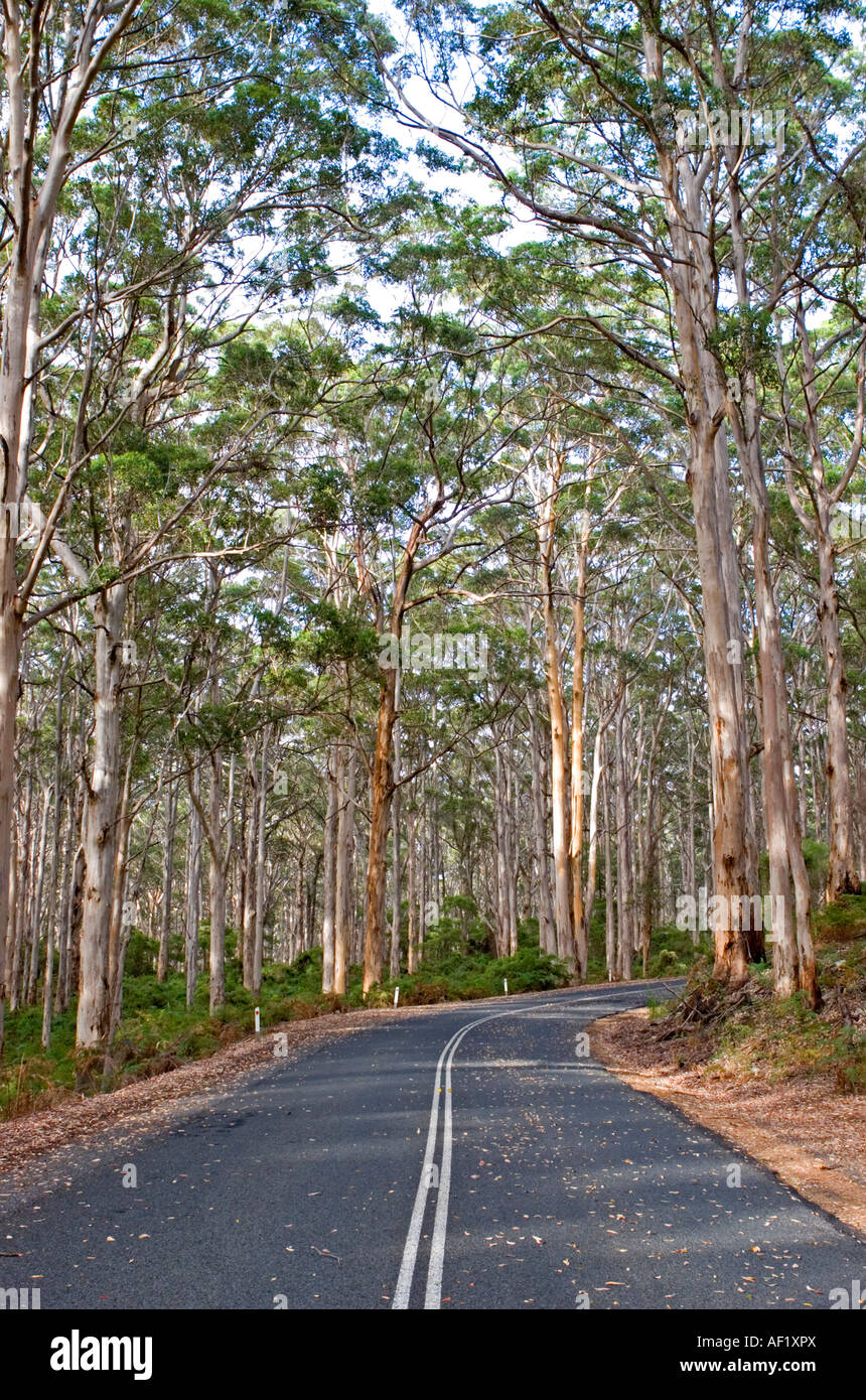 Pemberton australia karri hi-res stock photography and images - Alamy