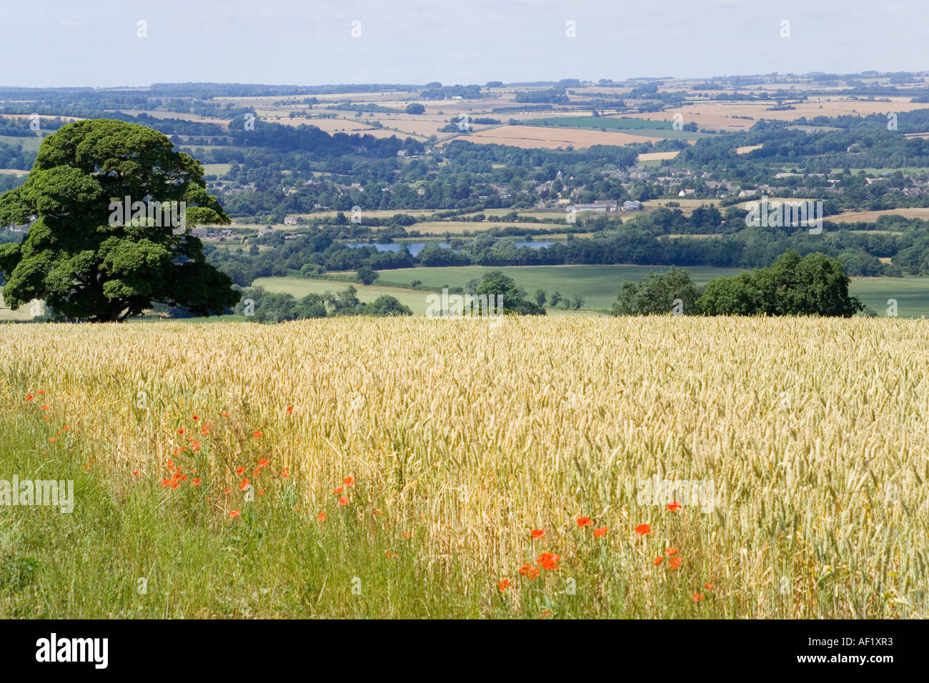 Looking towards Bourton on the Water across a field of Cotswold wheat ...