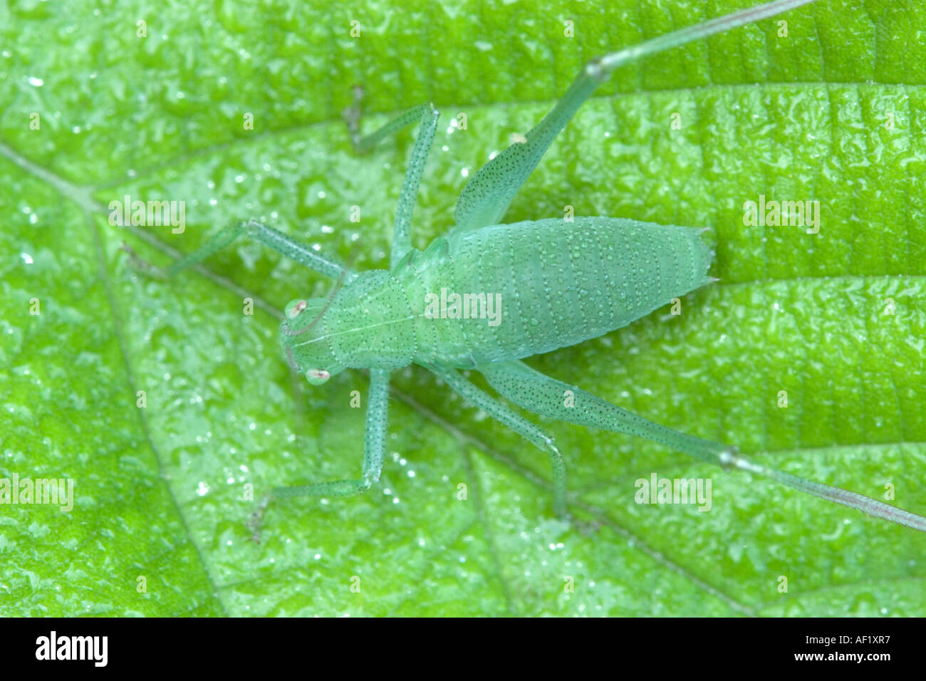Katydid tettigoniidae juvenile hi-res stock photography and images - Alamy