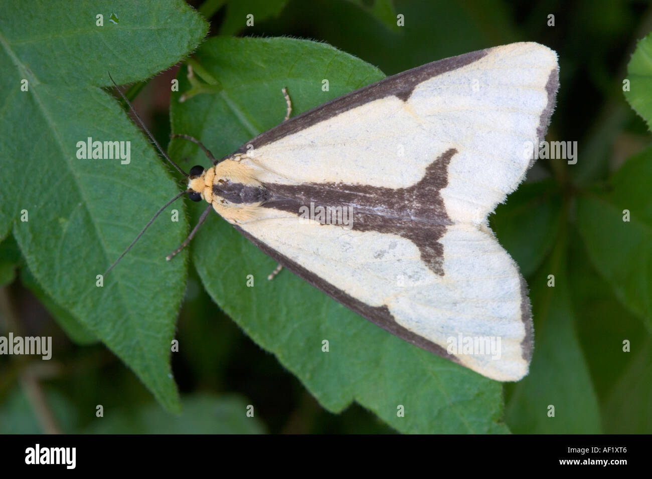 Triangular moth hi-res stock photography and images - Alamy