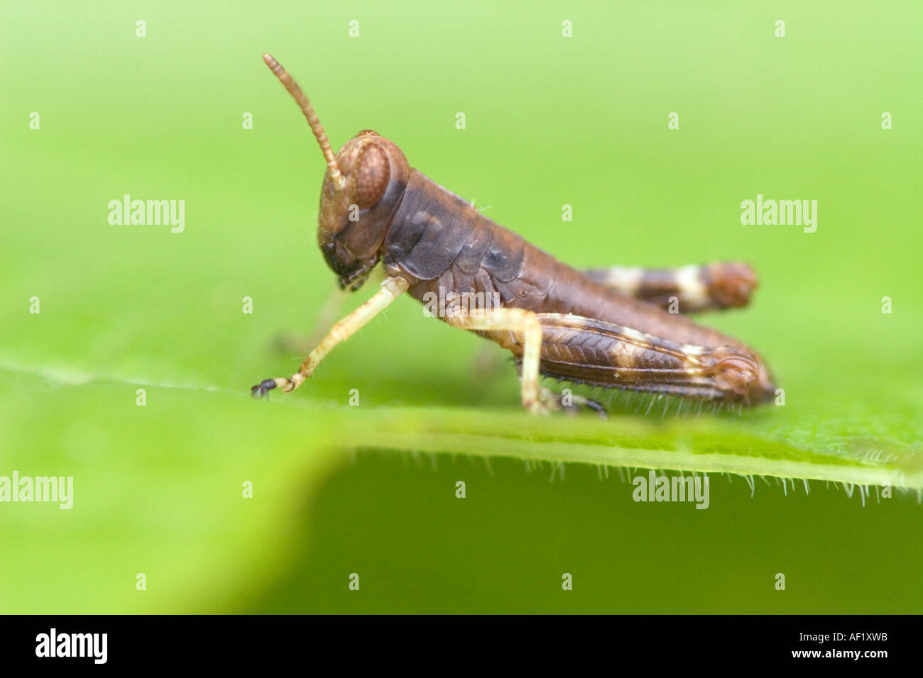 Early instar hi-res stock photography and images - Alamy