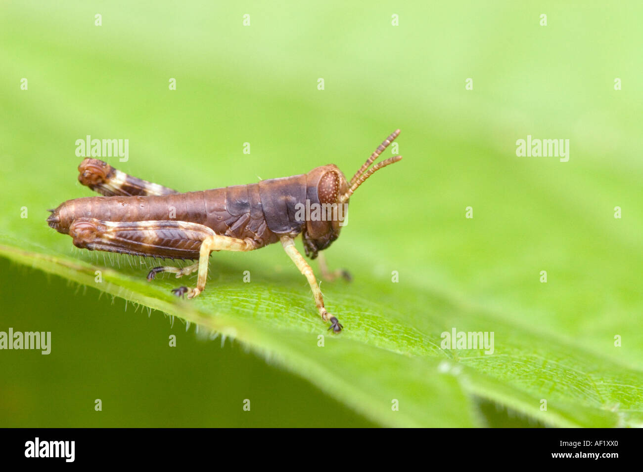 Early instar hi-res stock photography and images - Alamy