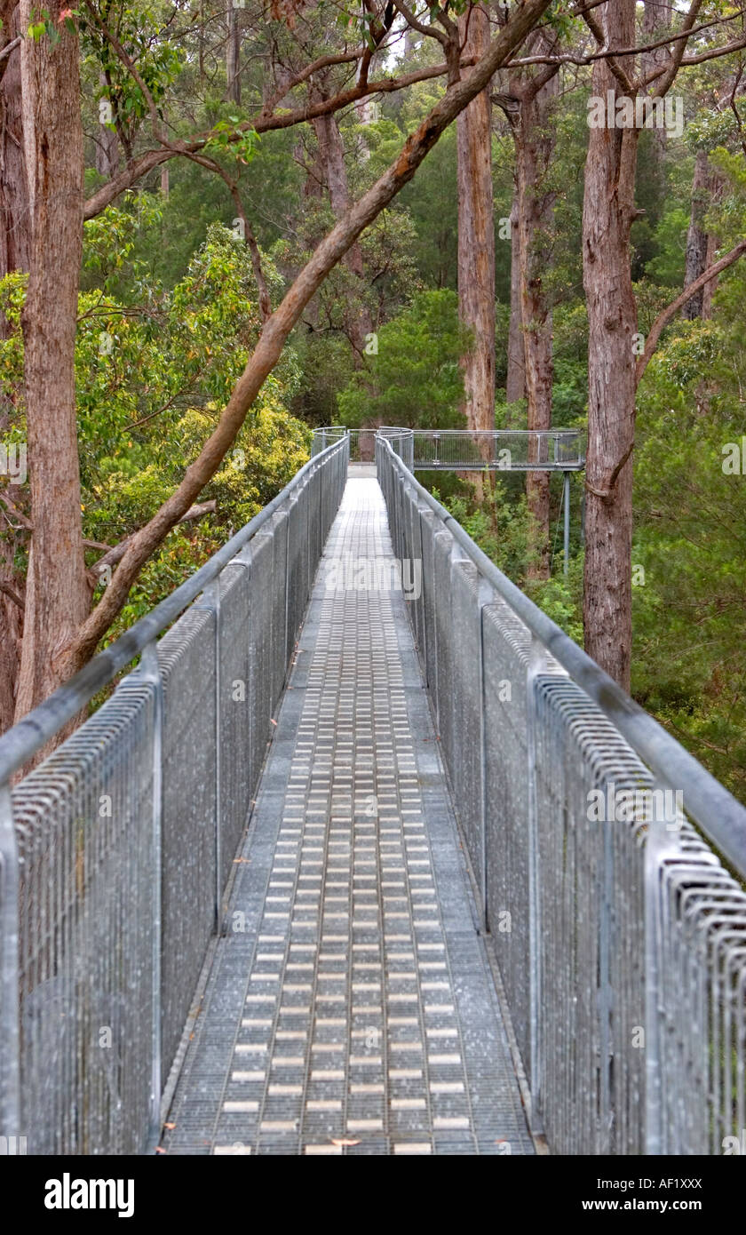 Tingle trees walpole forest hi-res stock photography and images - Alamy