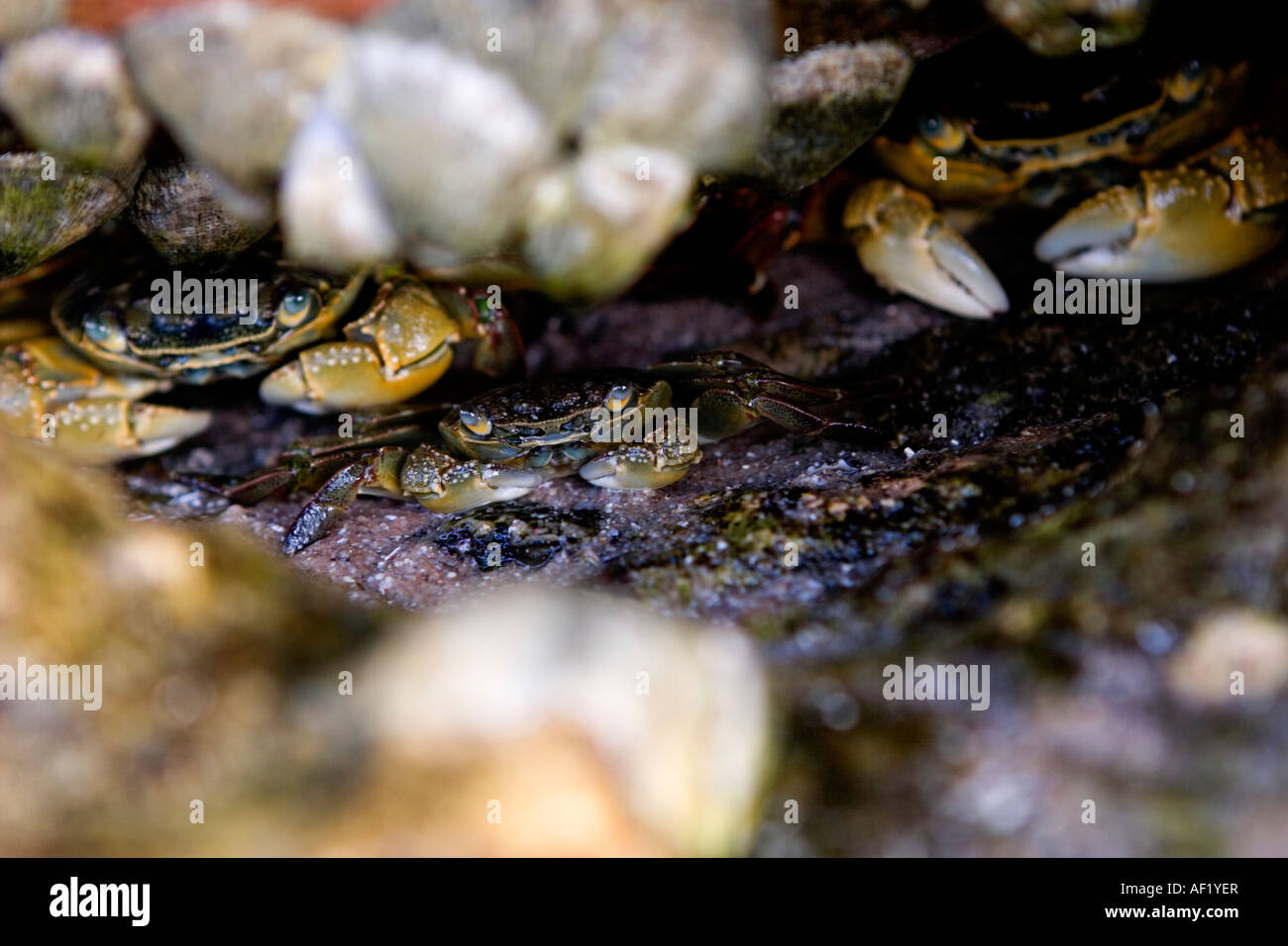 Crabs Hiding Under a Rock Stock Photo - Alamy
