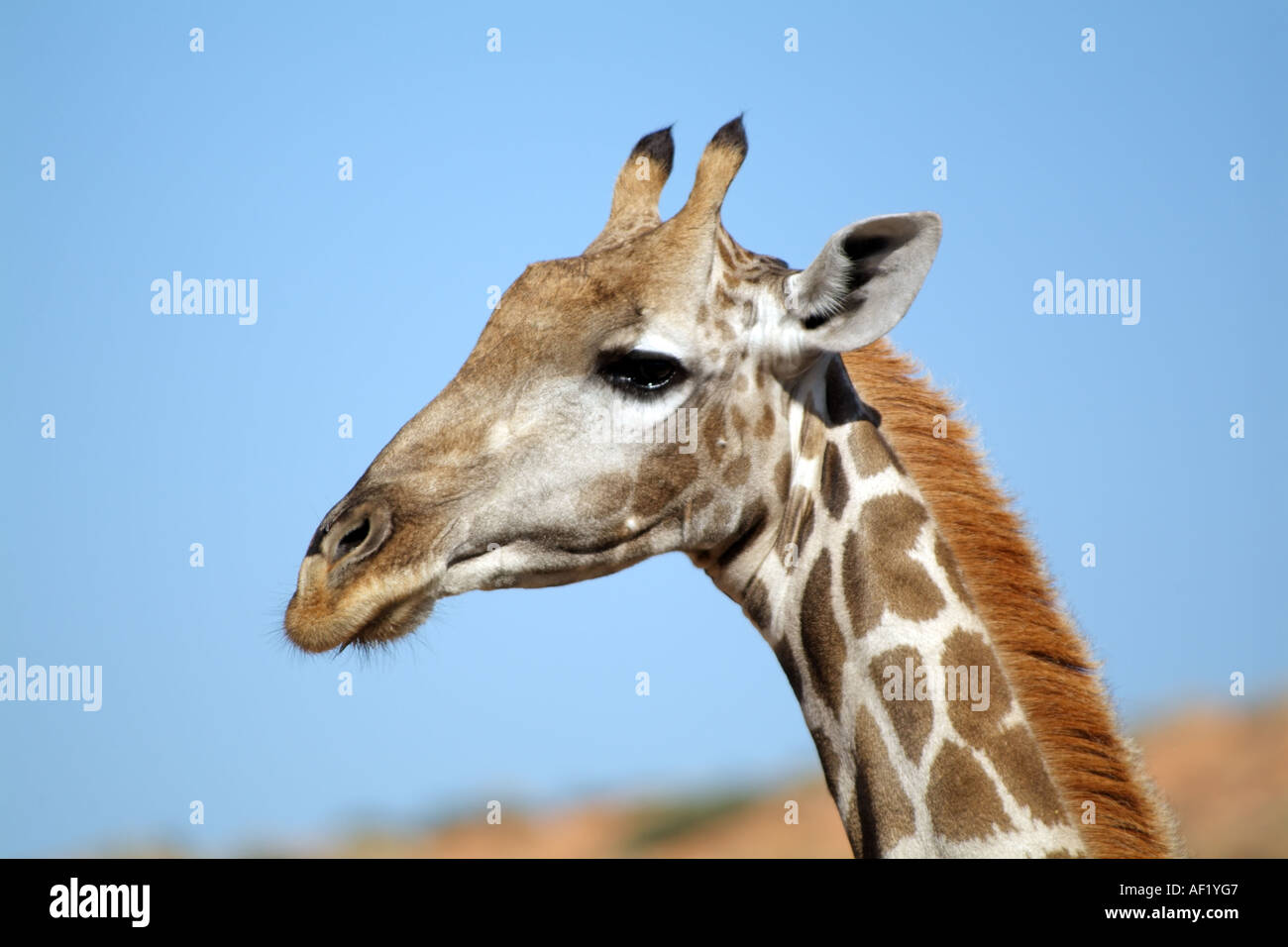 Female Giraffe Giraffa camelopardalis Kalahari Transfrontier Park South ...