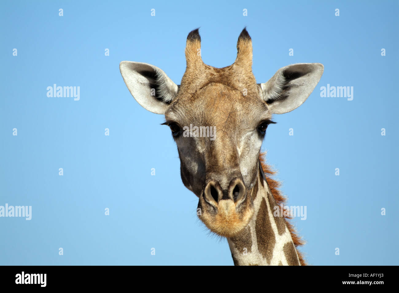 Female Giraffe. Giraffa camelopardalis. Kalahari South Africa Stock ...