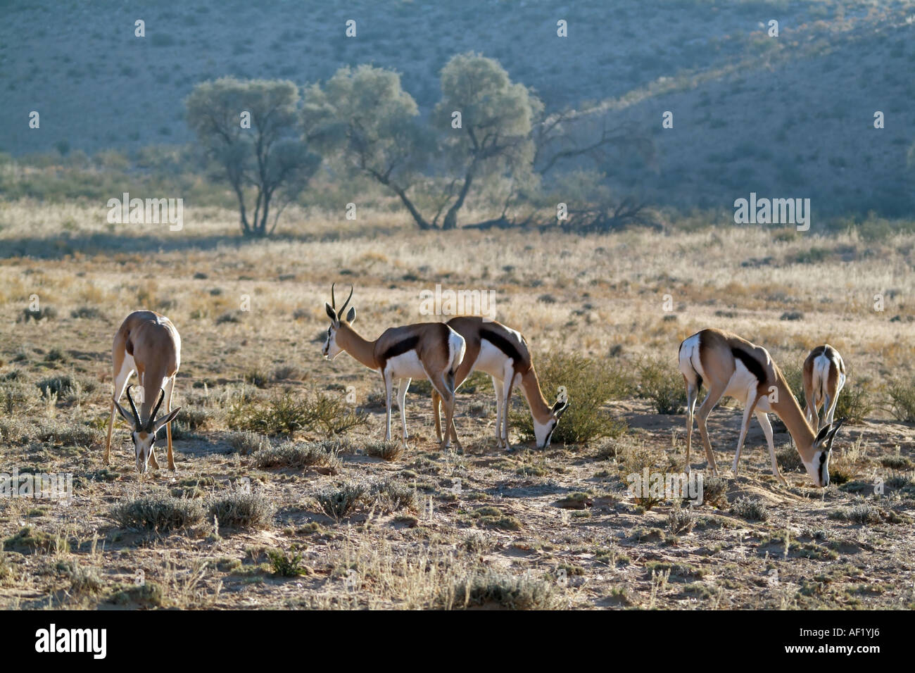 Springbok grazing. Kalahari South Africa RSA Stock Photo - Alamy