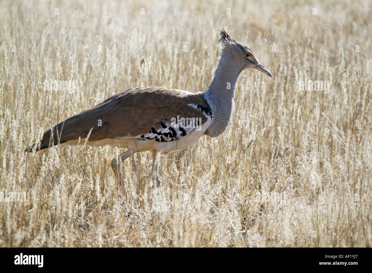 Kori Bustard. Ardeotis kori bird.Kalahari Transfrontier National Park ...
