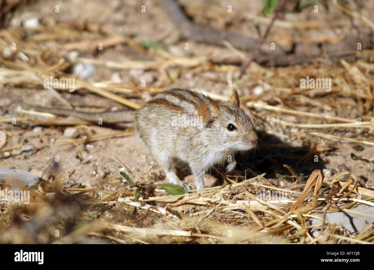 Kalahari mouse hi-res stock photography and images - Alamy