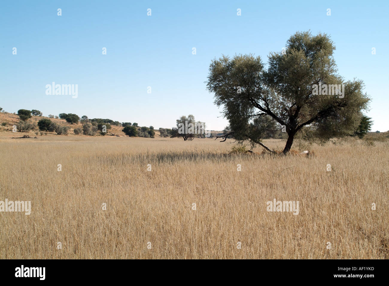 Camelthorn tree in the savanna. Kalahari Northern Cape South Africa RSA ...