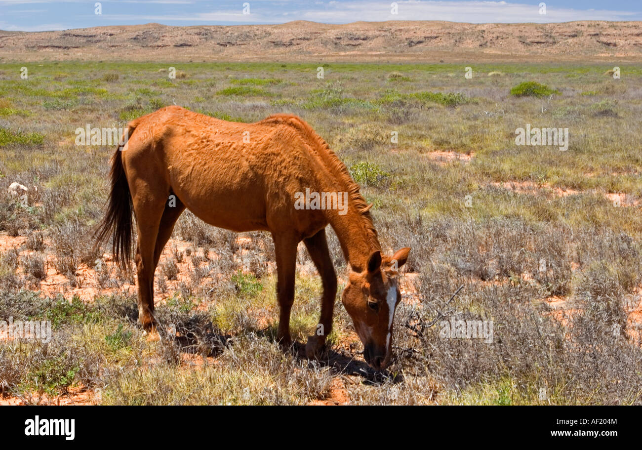 A Lonely Horse in The Desert, Cape Range N.P. , Western Australia Stock ...