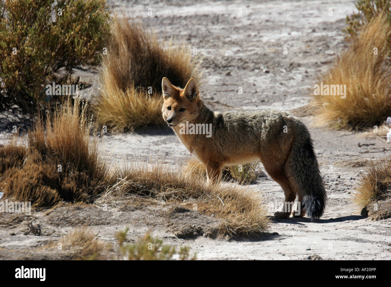 Andean fox hi-res stock photography and images - Alamy