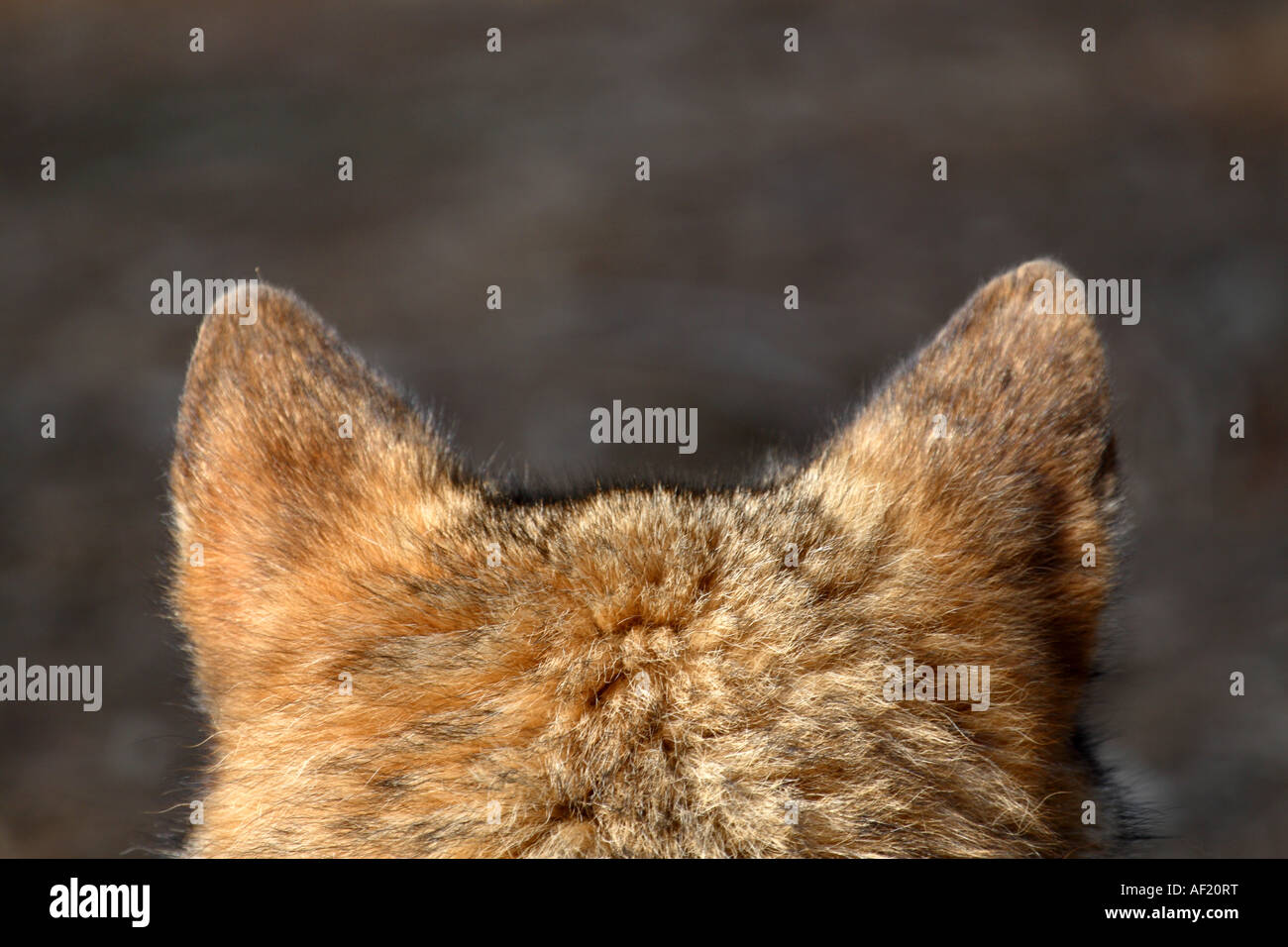 Wolf’s head from behind Stock Photo - Alamy