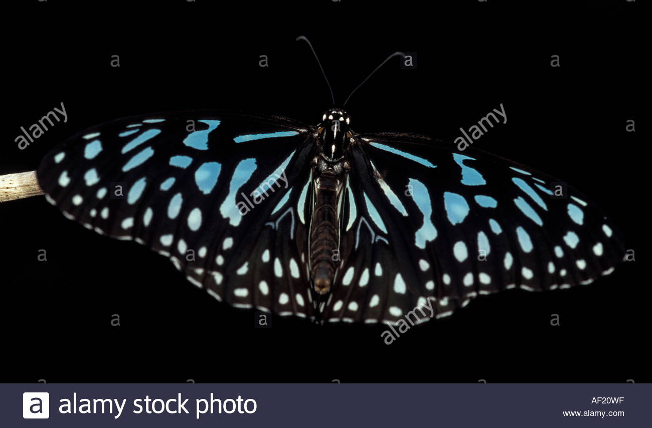 Blue Tiger Stock Photos & Blue Tiger Stock Images - Alamy