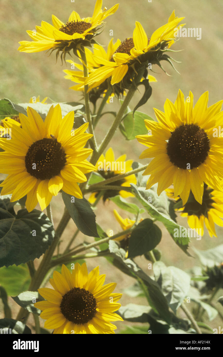 Indian Sunflowers in bloom Stock Photo - Alamy