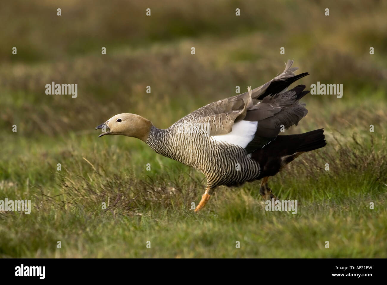 An adult ruddy headed goose aggresive charge Stock Photo - Alamy