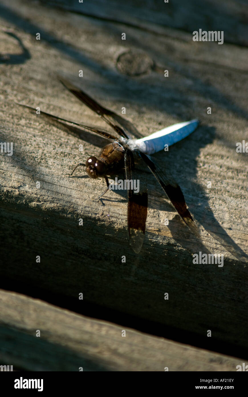 Canadian dragonfly hi-res stock photography and images - Alamy