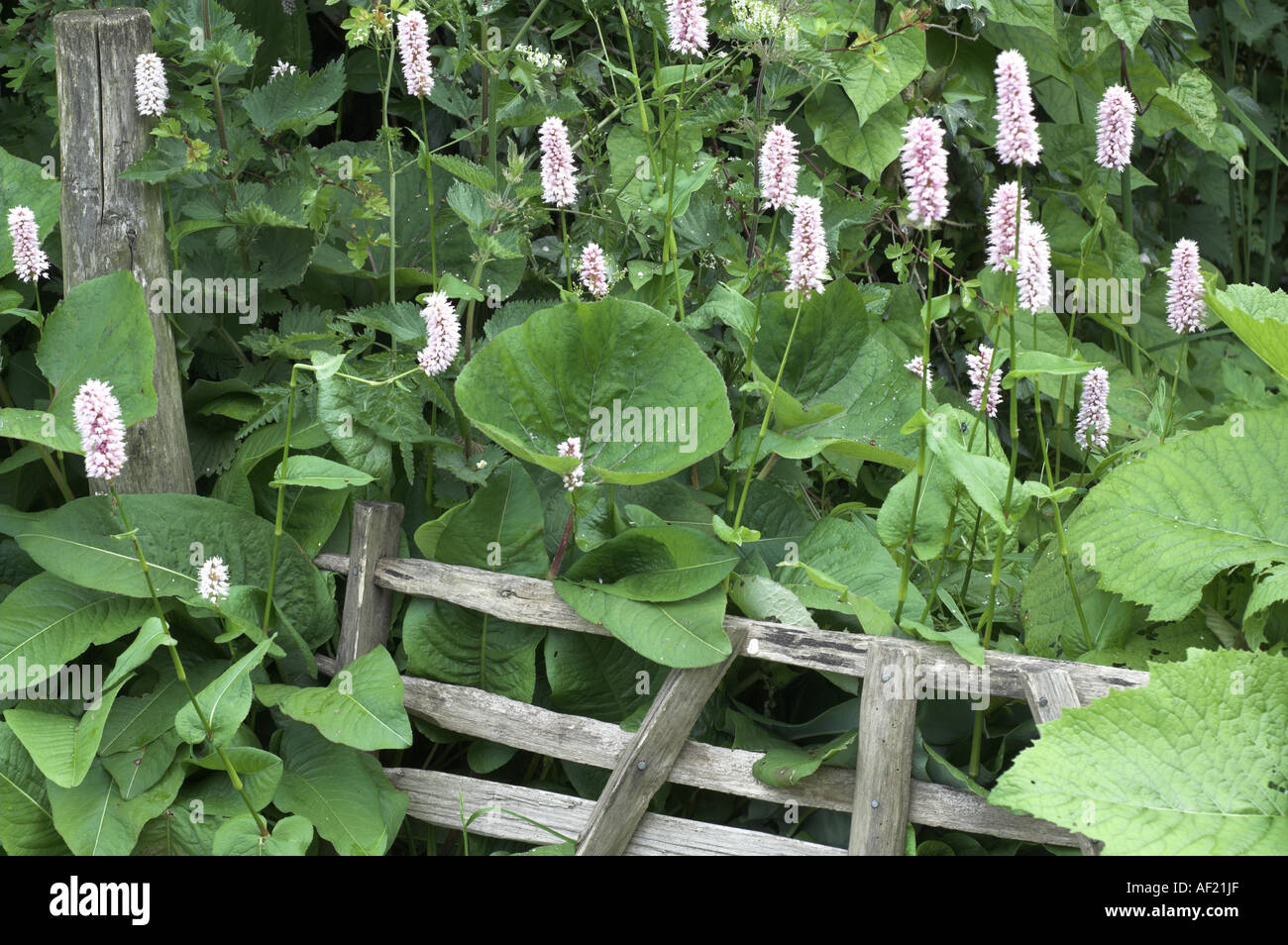 Flower spikes of Knotweed polygonum bistorta growing in a cottage ...