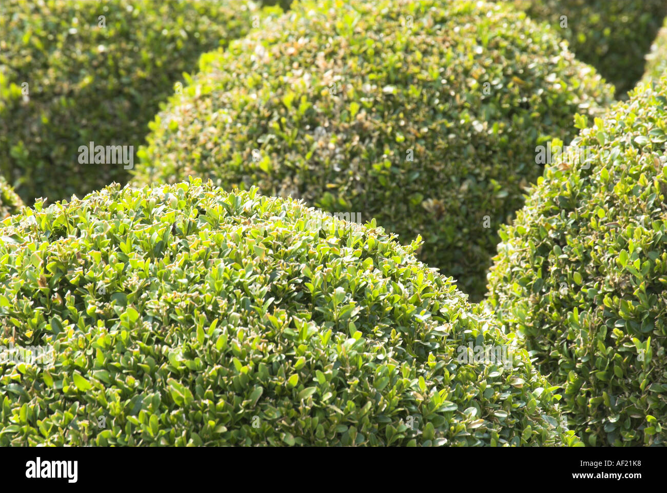 Abstract image of Box topiary Uk June Stock Photo - Alamy