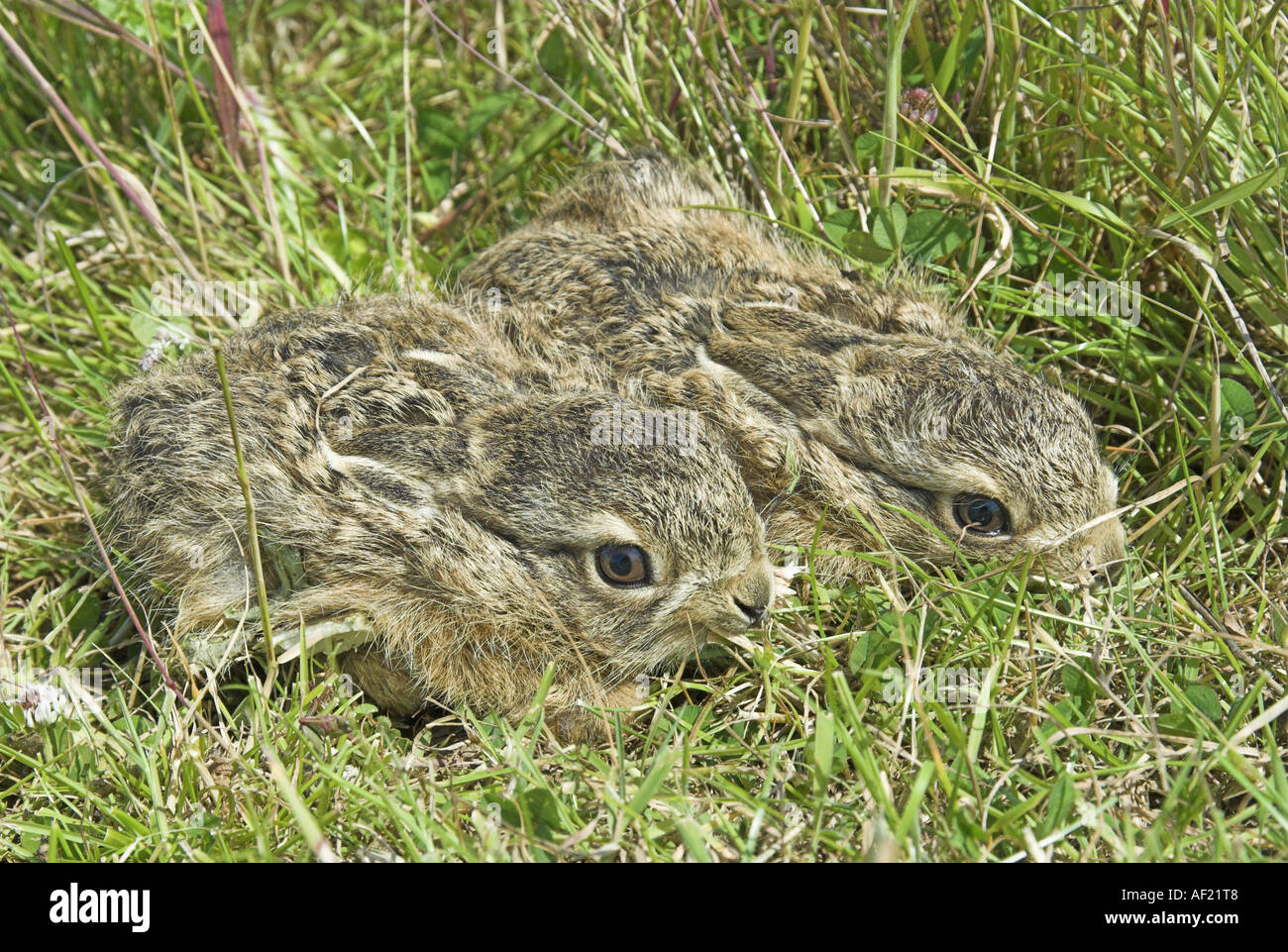 Leverets in hiding Norfolk UK June Stock Photo - Alamy