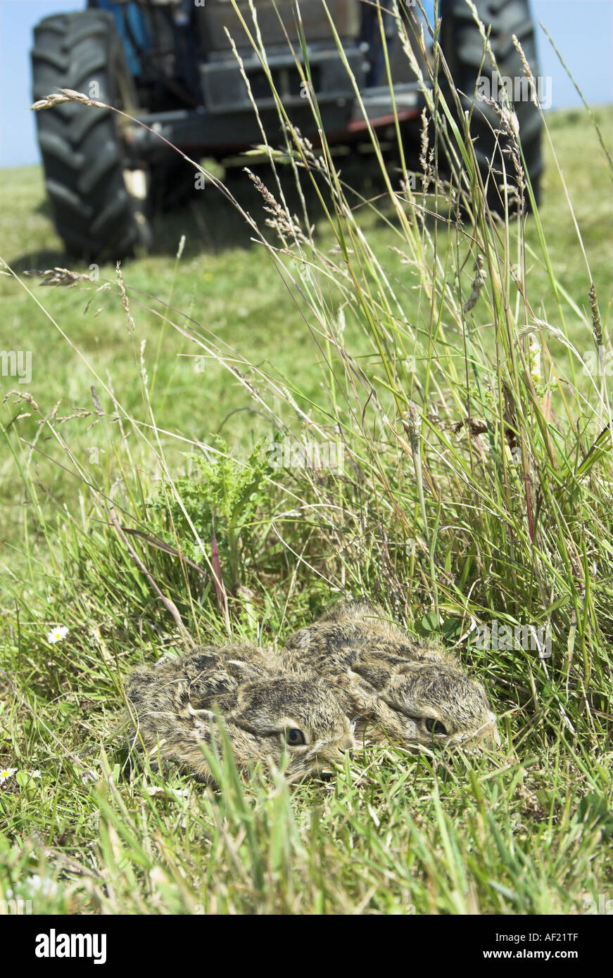 Brown hares lepus capensis two furry cute eyes grass farming hi-res ...