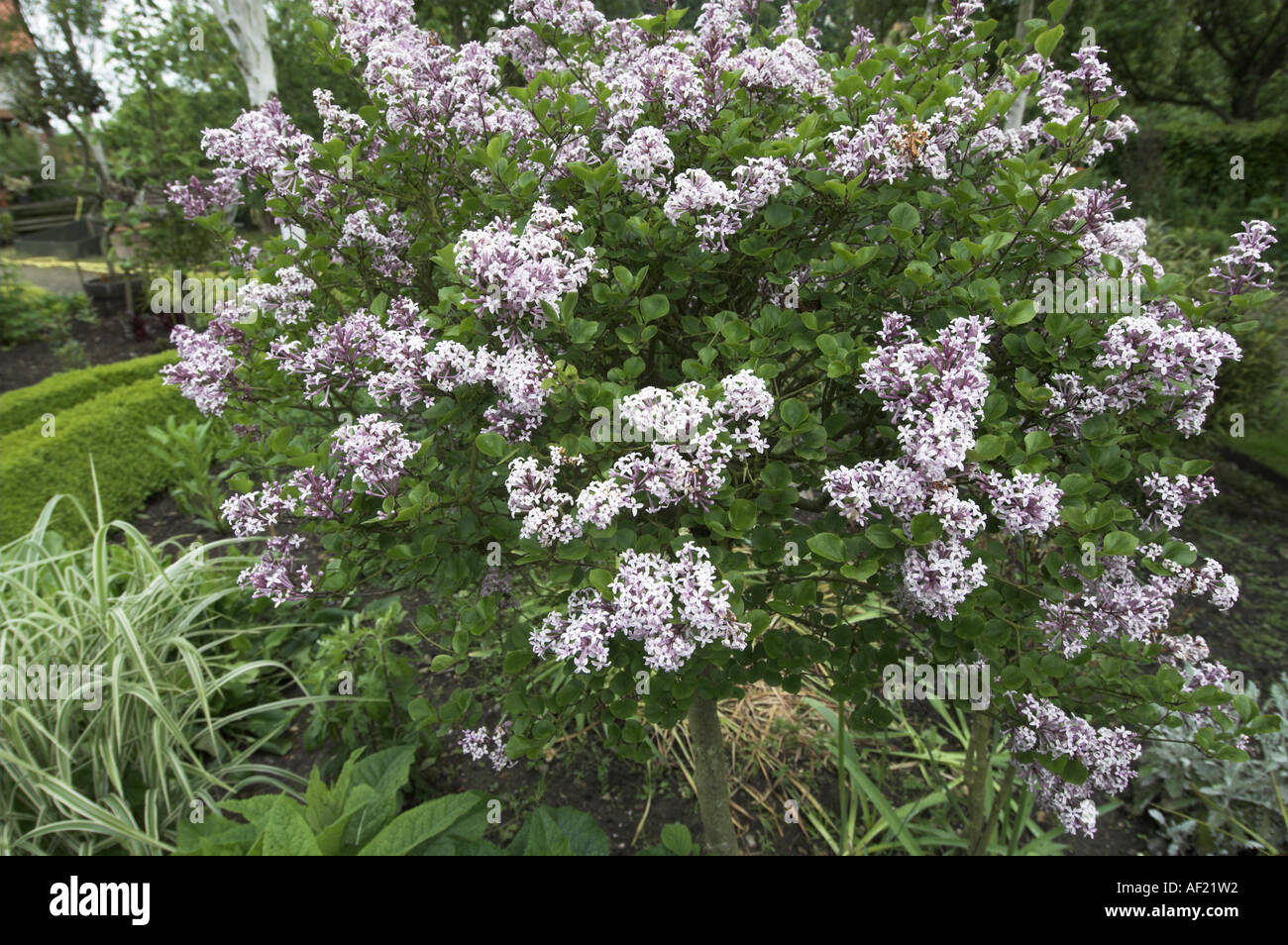 Syringa palibiniana hi-res stock photography and images - Alamy