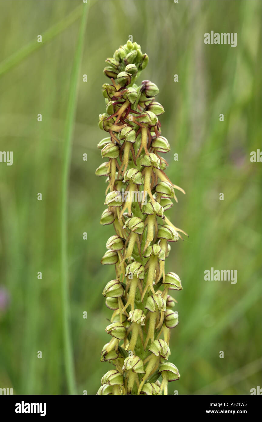 Rare plant human figures rare plant habitat hi-res stock photography ...
