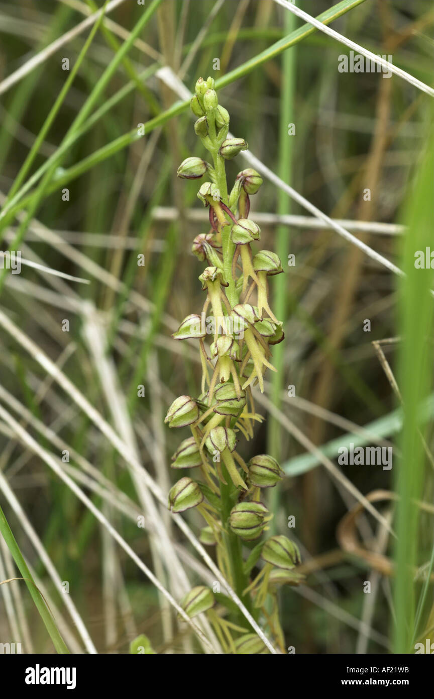 Man Orchid orchis anthropophora growing on coastal dunes Norfolk UK ...