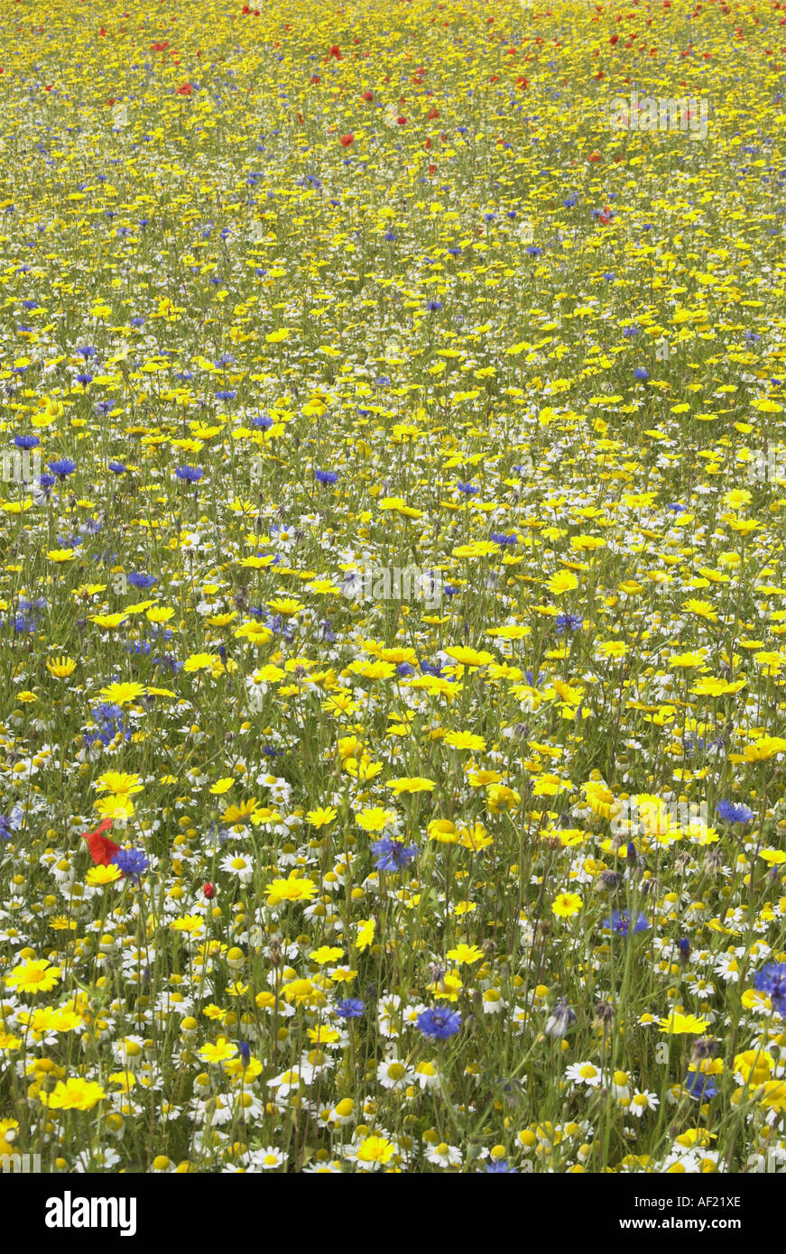 A summer meadow with native wildflowers Norfolk UK Stock Photo - Alamy