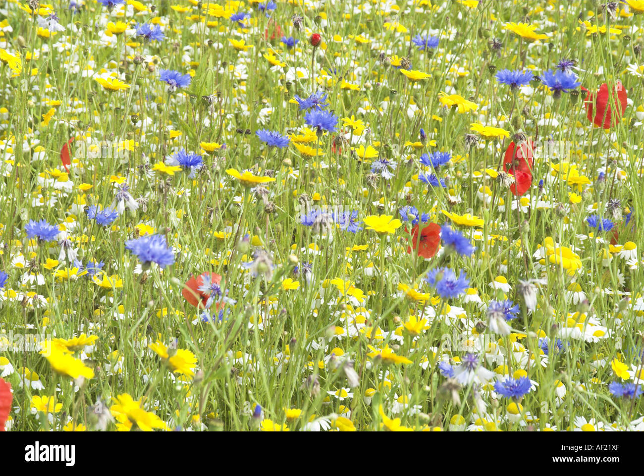 A summer meadow with native wildflowers Norfolk UK Stock Photo - Alamy
