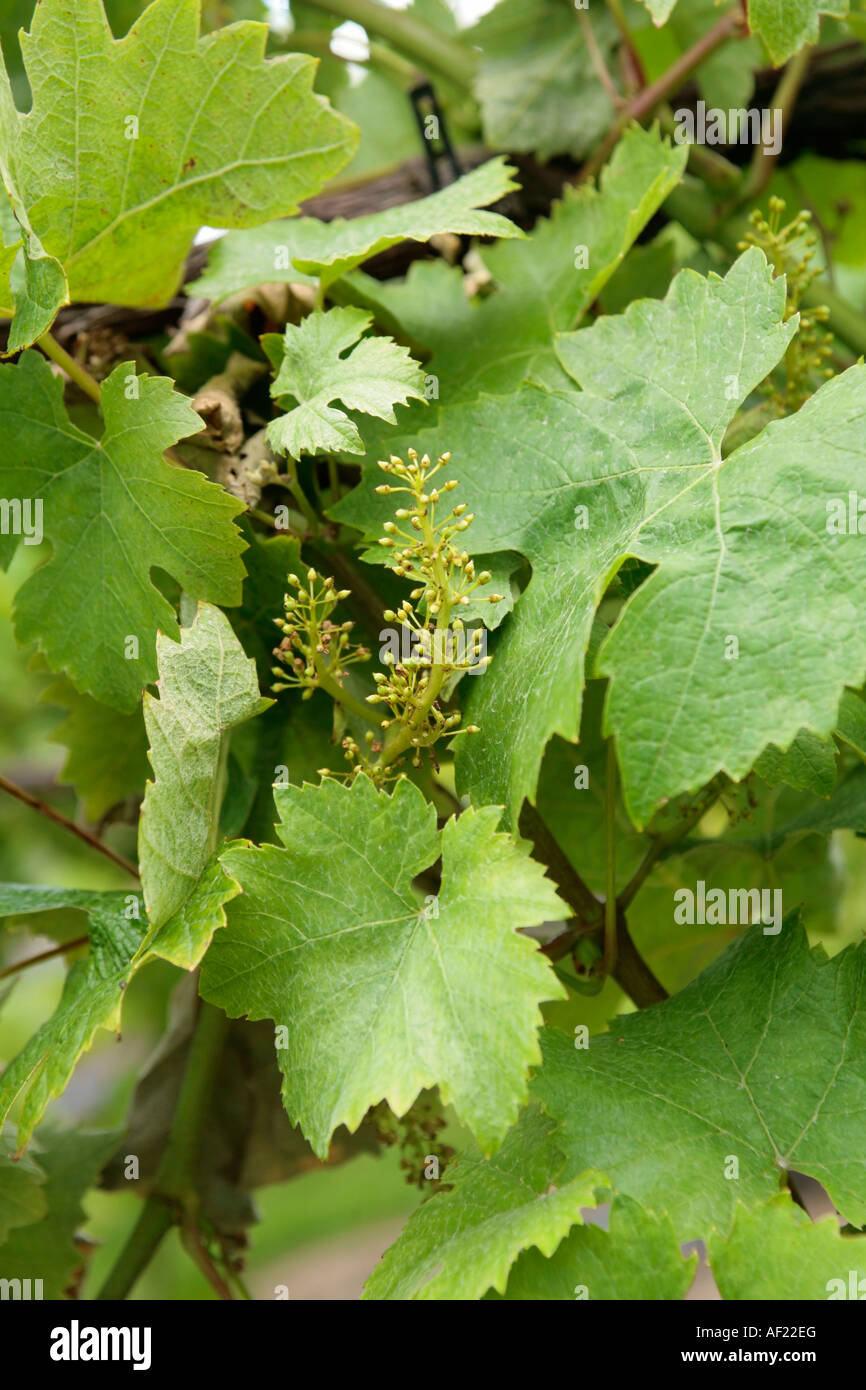 Forming fruit hi-res stock photography and images - Alamy