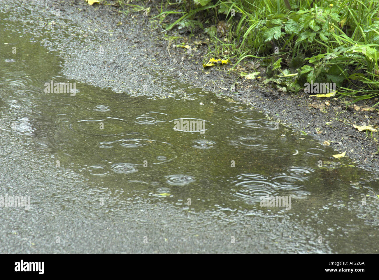 Roadside puddle with raindrops Norfolk UK May Stock Photo - Alamy
