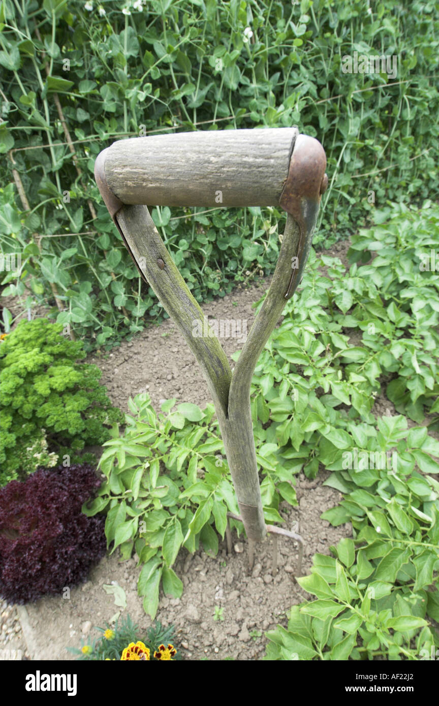 Wide angle shot of a spade in a garden vegetable plot Norfolk UK June ...