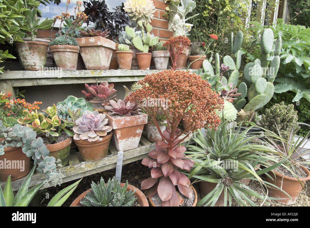 collection of pots with succulents and cacti on tiered display Stock ...