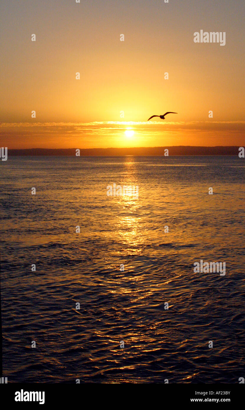 Bird in a sunset Stock Photo - Alamy