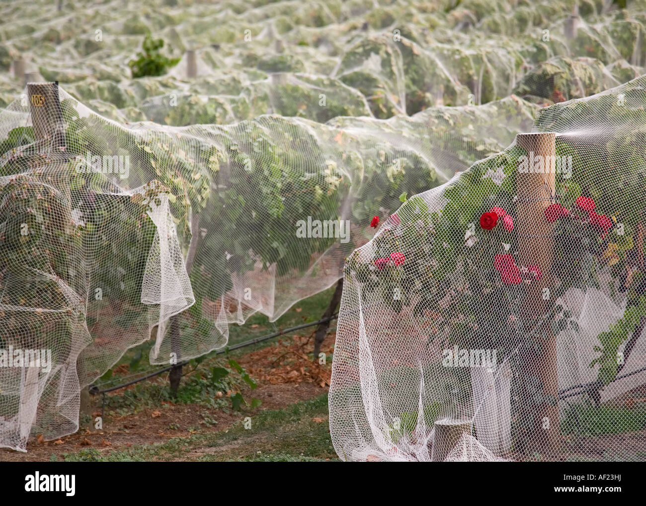 Red roses and protective netting covering grape vines in a New Zealand ...