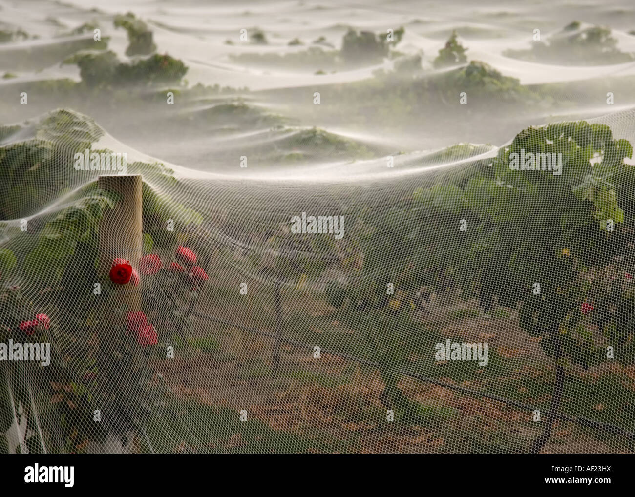 Red roses and protective netting covering grape vines in a New Zealand ...