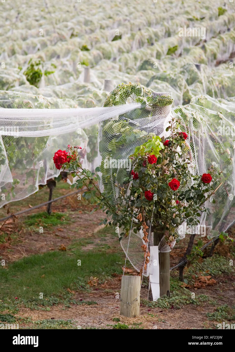 New zealand red roses hi-res stock photography and images - Alamy