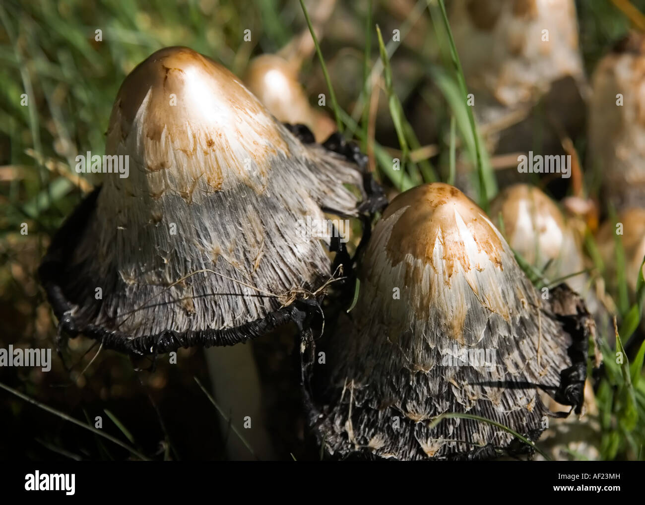 Budding fungi hi-res stock photography and images - Alamy