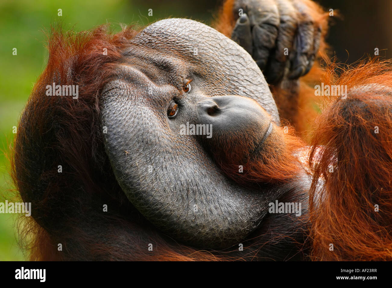 Male Bornean Orangutan Stock Photo - Alamy